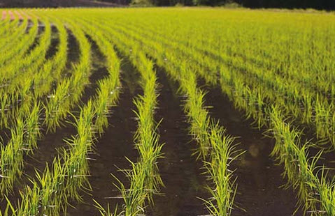 Reis: Geschichte, Verbreitung, Anbau | PHBern