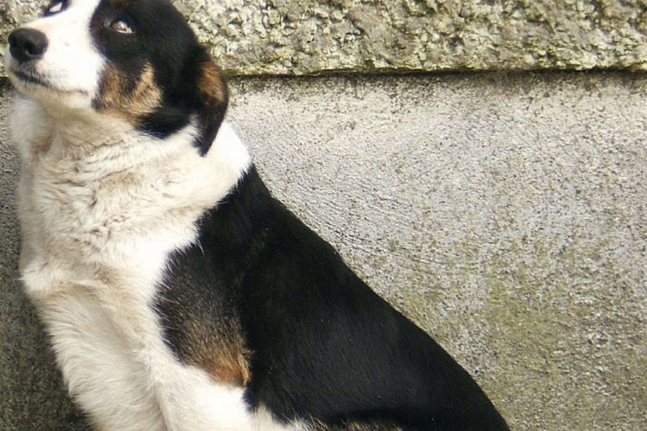 Useless dog | PHBern